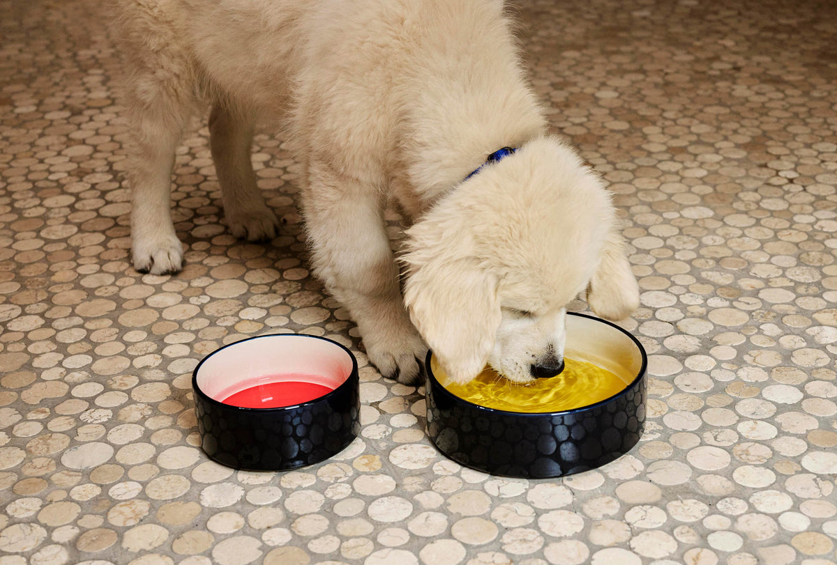 Nouvelle collection pour chiens au Dadashop ! – LE DADASHOP